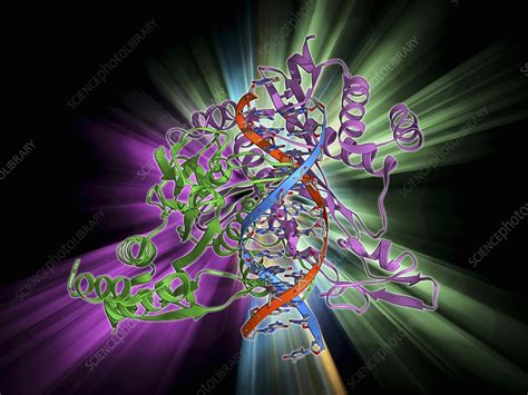 Restriction Enzyme And Dna Stock Image F0096051 Science Photo