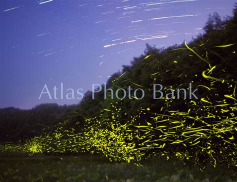 蛍の軌跡と星の軌跡 アトラス・フォト・バンク Atlas Photo Bank