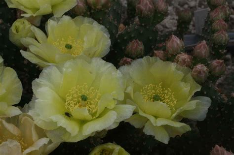 Opuntia Fragilis Hybrids