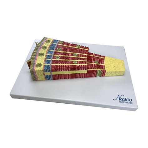 Gymnosperm Stem Cross Section Model 350x Enlarged [sku Mg6377] Nasco Healthcare