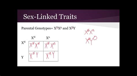 Multiple Allele And Sex Linked Traits Youtube