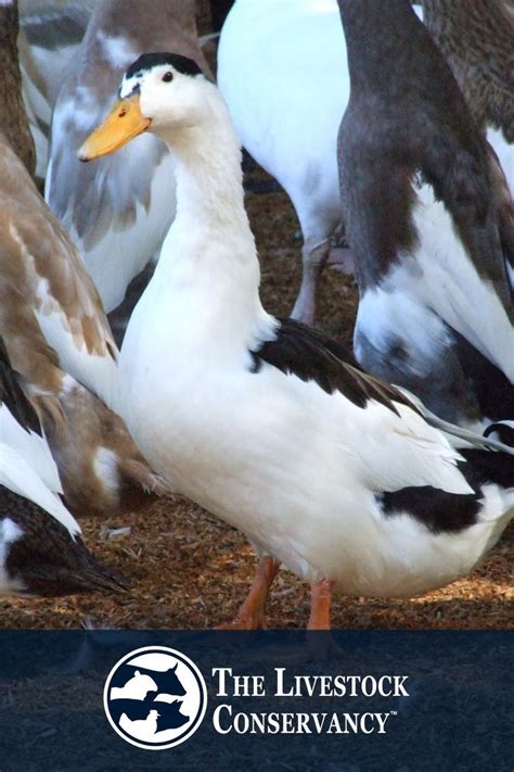 Magpie Ducks Are Threatened These Heritage Breed Ducks Are Active