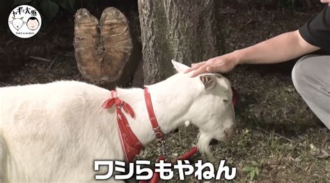 内田理央が独特な似顔絵を披露！ヤギのリアクションは！？｜ヤギと大悟｜tverプラス テレビ番組最新情報＆エンタメニュースまとめ