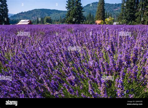Beautiful Lavender Fields In Mount Hood Oregon Stock Photo Alamy