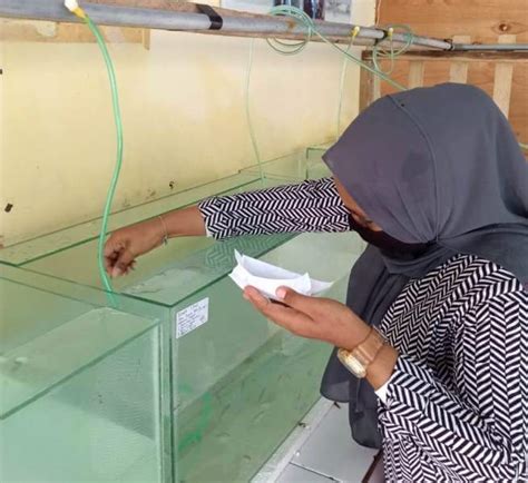 Mahasiswi Semester V Prodi TBP Praktek Budidaya Ikan Kakap