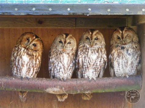 Tawny Owls In The Barn Owl Trust Sanctuary The Barn Owl Trust
