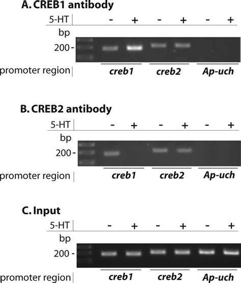 Chromatin Immunoprecipitation Analysis Of Creb1 And Creb2 Binding To