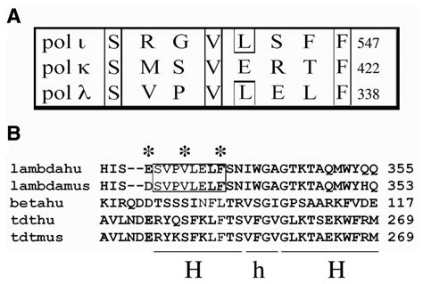 The Putative Pcna Binding Domain Of Pol λ Lies In A Conserved