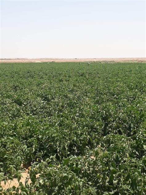 بيع وشراء اراضي زراعيه بالوادي الجديد استثمار 300 فدان فى شرق سيوة