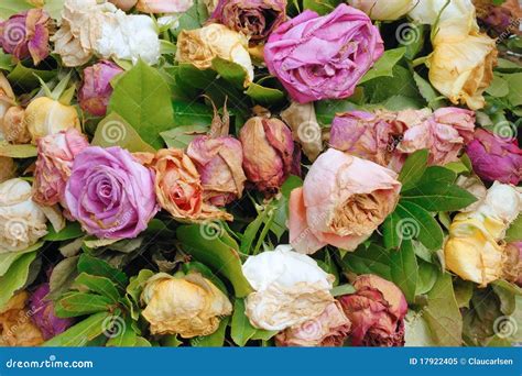 Withered Roses Stock Image Image Of Withered Tomb Dead 17922405