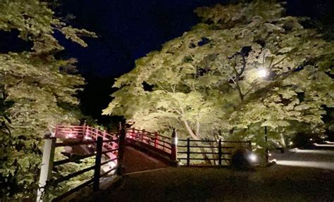 弥彦で新緑のライトアップ始まる