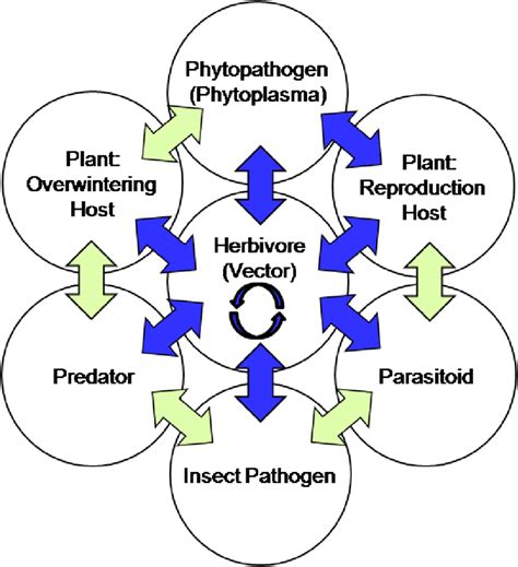 Multitrophic Interactions Between A Herbivorous Insect Its Host Plants