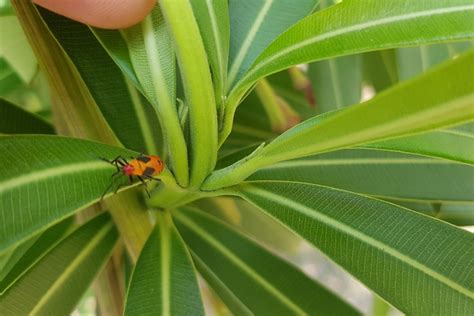 Do Indoor Plants Attract Bugs Botanic Box