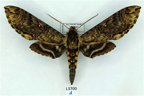 Sphingidae Manduca Scutata Male A1 Peru Planeta De Mariposas