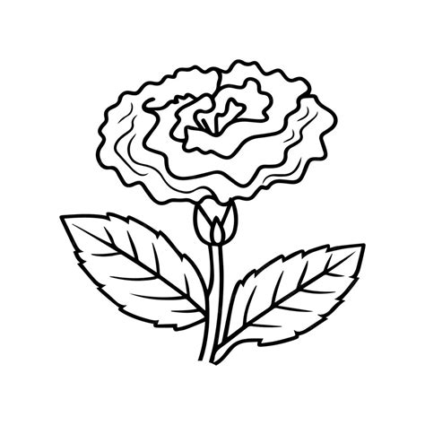 카네이션 꽃 컬러링 페이지 카네션 꽃 윤 터 프리미엄 벡터