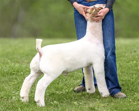 Sires Bounds Show Goats