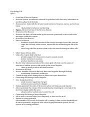 Psy Quiz Review Psychology Quiz Overview Of Nervous System Nervous System An