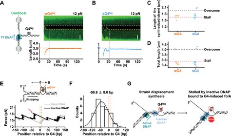T7 DNAP Bound To G4induced Fork Junctions Impedes DNA Synthesis A
