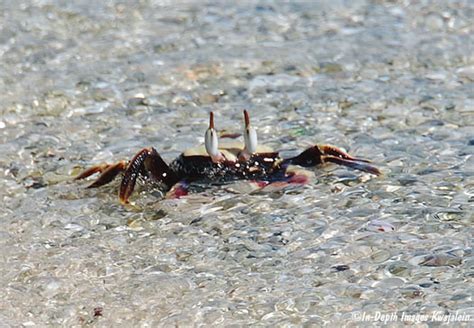 Ocypode Ceratophthalmus Marshall Islands