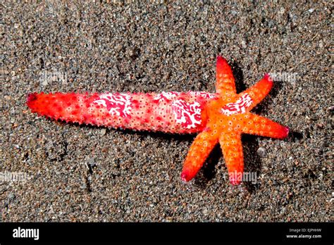 Plisado Centelleo Líquido Reproduccion Asexual De Las Estrellas De Mar