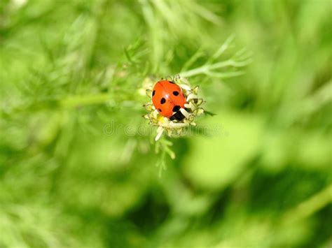 Red Spotted Bug On Green Leaf Lithuania Stock Image Image Of