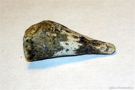 Дистальная фаланга ласта Варавинский овраг