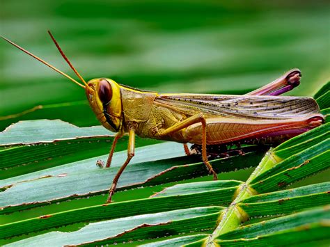 Young Urban Farmers Tip 171 Grasshoppers Young Urban Farmers