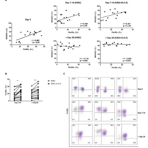 The Frequency Of Fcεriγ And Nkg2c In Natural Killer Nk Cells During