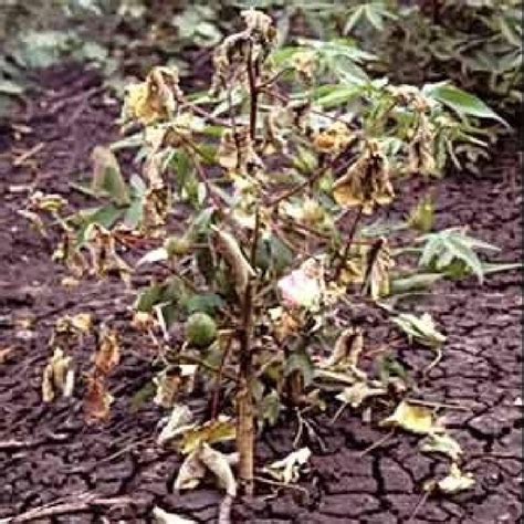 T Stanes Bio Cure F Trichoderma Viride Liquid At Rs 357 Litre In Bengaluru