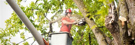 Tree Trimming And Pruning