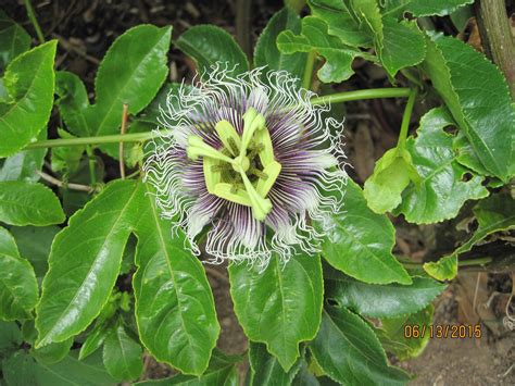 Passion Fruit Starts Flowering