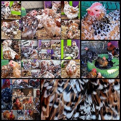 Millie Fleur Calico Cochins Fertile Hatching Eggs Npip Ebay