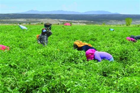 Refuerzan Agricultura Y Fao Acciones Para Impulsar Una Agricultura