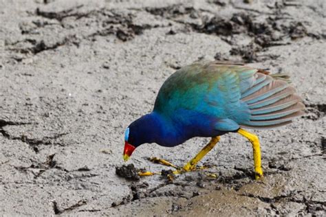 39 Birds With Green Feathers A To Z List With Pictures Fauna Facts