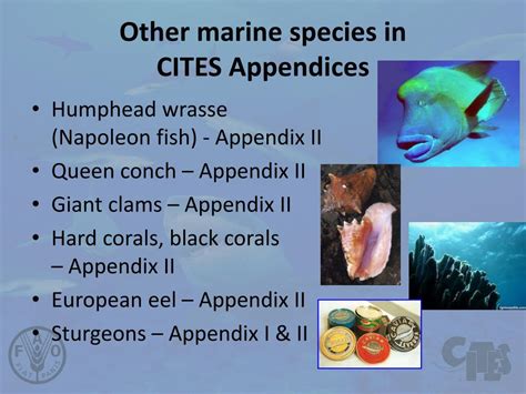 Ppt Cites An Introduction Powerpoint Presentation Free Download