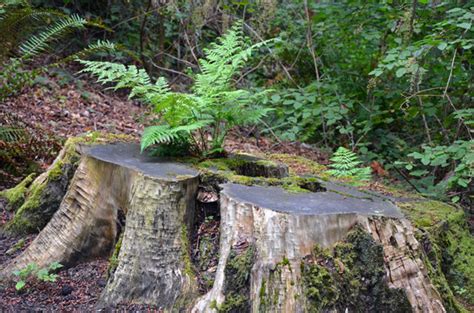 รปภาพTreestumps เลอกดภาพถายสตอก เวกเตอร และวดโอ344 Adobe Stock