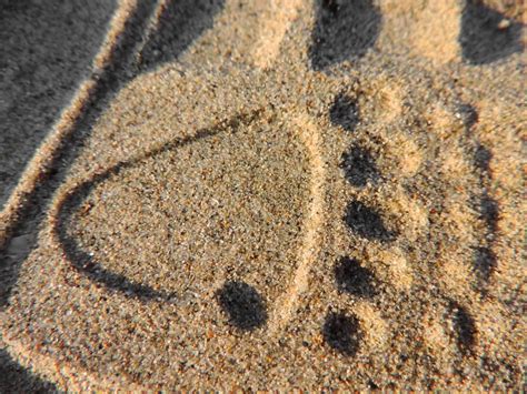 Free Picture Footprint Sand Beach Texture Invertebrate Pattern