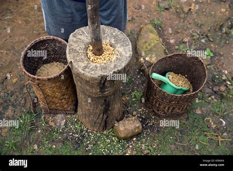 INDONESIA Flores Grinding Coffee In The Morning At Wae Rebo Village Stock Photo Alamy