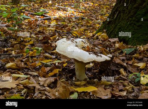 Lactifluus Vellereus Formerly Lactarius Vellereus Fungus In The Forest