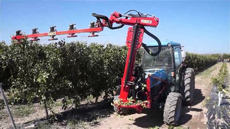 Citrus Trees Root Pruning Machine How To Remove Rootstock Suckers From