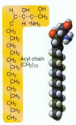 Biochem Quiz Flashcards Quizlet