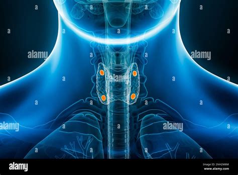 Xray Anterior Or Front View Of Parathyroid And Thyroid Glands 3d