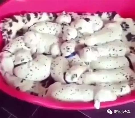 斑點狗生了一窩小奶狗，眼花繚亂數不清，網友：一盆芝麻餡的！ 每日頭條