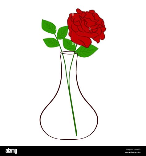 Rose In Glass Vase Drawing Illustration White Background Stock Vector