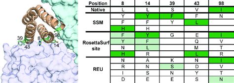 comparison of ssm data obtained for the designed interleukin 2 15