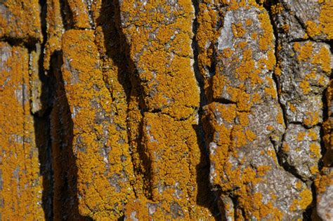 Photo Libre De Droit De Textures De Tronc Darbre De Plan Rapproché