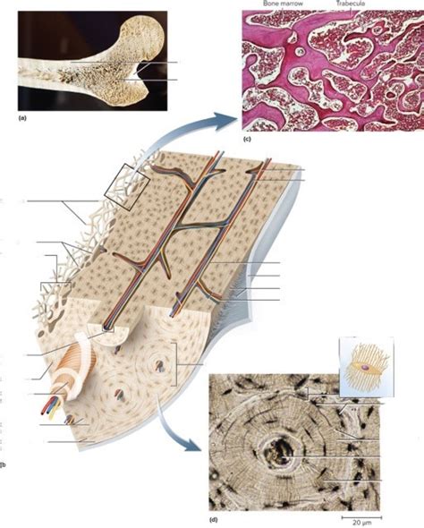 Bone Diagram Quizlet