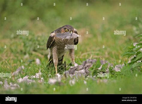 Eurasian Sparrowhawk Accipiter Nisus Female Plucks Woodpigeon Prey