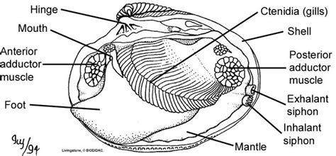 The Internal Features Of A Bivalve Clam Left Valve