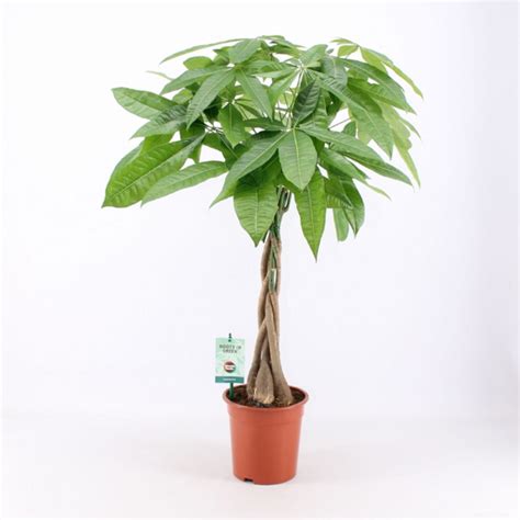 Kastanjasutipuu Pachira Aquatica Stem 80cm 19cm Ruukku K Rauta